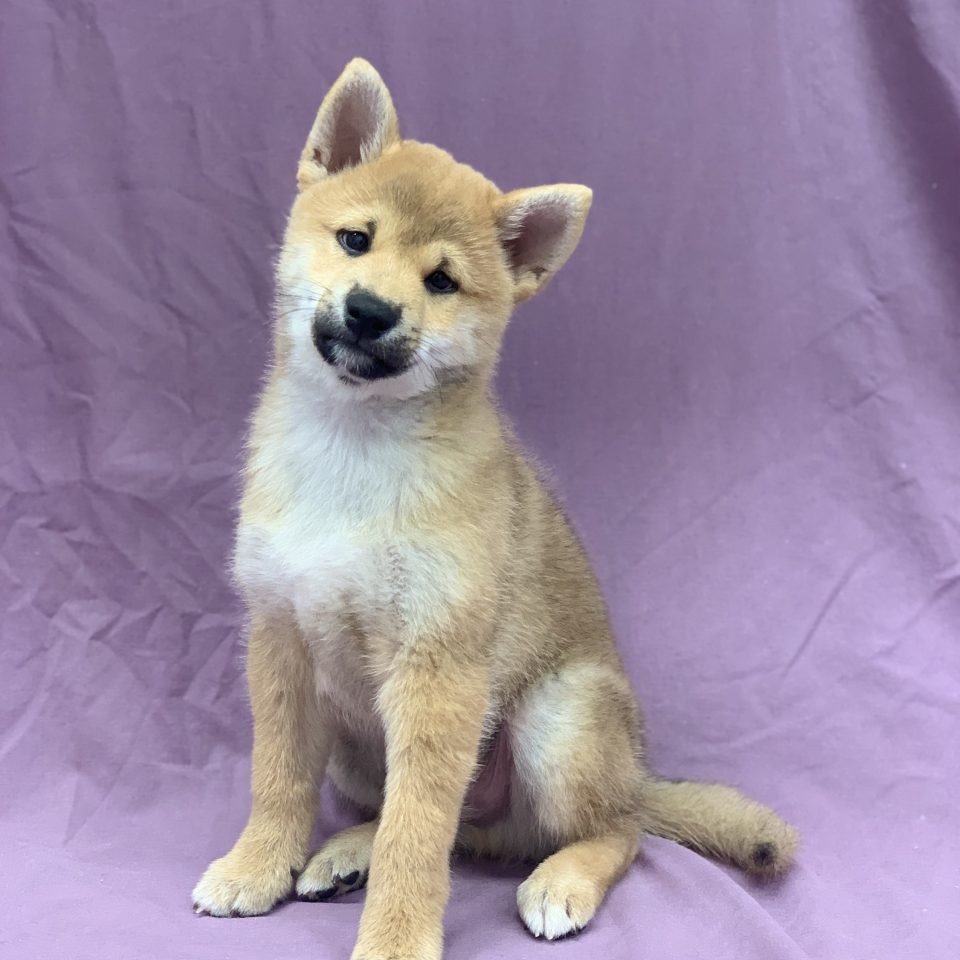 Chiots disponibles dans notre magasin.